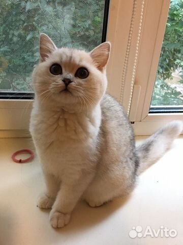 Британская шиншилла девочка