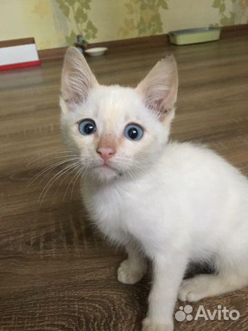 Котенок Снежок ищет дом
