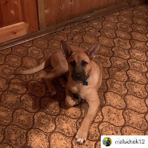 Щенки в добрые руки