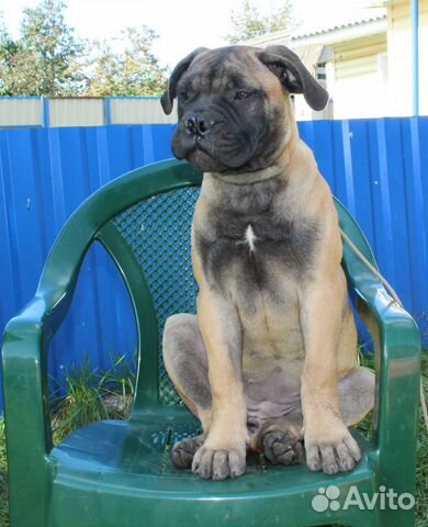 Бульмастиф