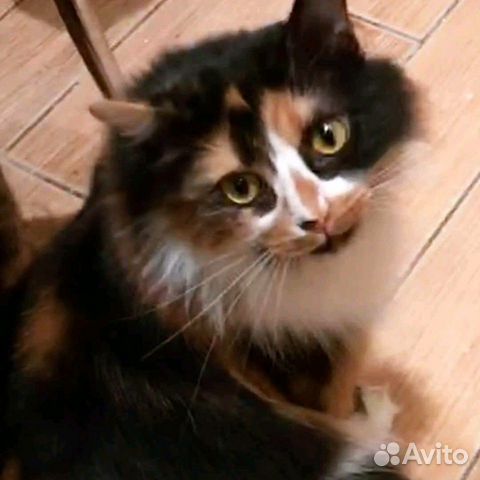 Ласковая пушистая трехцветная кошка Ксюша