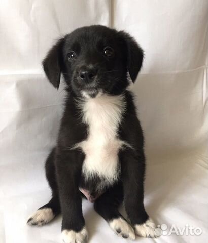 Щенок ищет дом