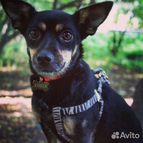 Собака в дар