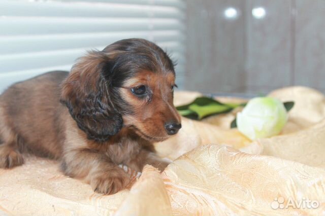 Супер мини такса