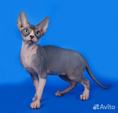 Отдам канадского сфинкса в добрые руки