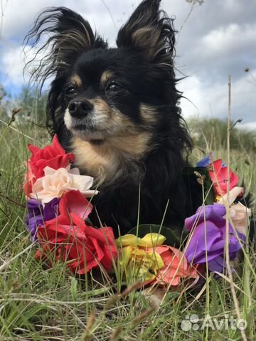 Той-терьер вязка