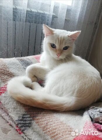 Кошка-найдёныш на пристройке