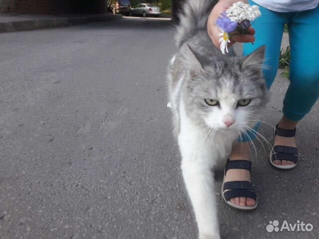 Офигенная кошка