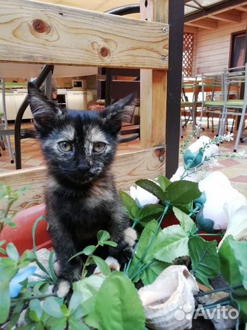 Маленькая Ксюша ищет дом