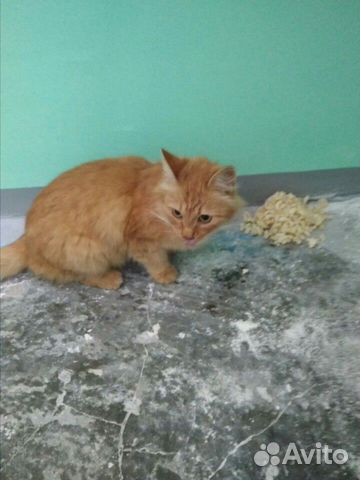 Рыжий малыш ищет своих родителей