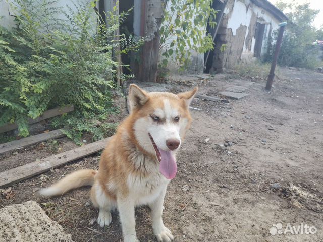 Хаски