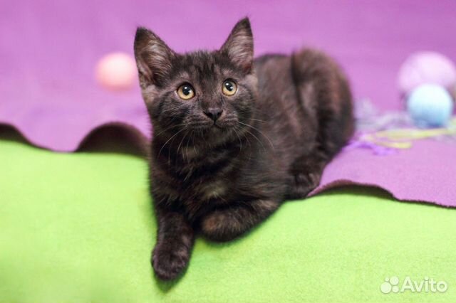 Котенок-мальчик Жучок