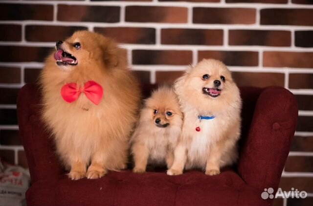 Продаются щеночки породы шпиц мальчик и девочка