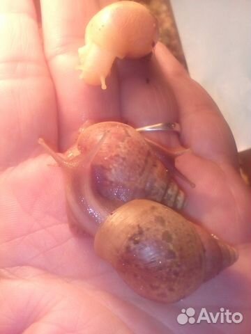 Улитки ахатины фулика