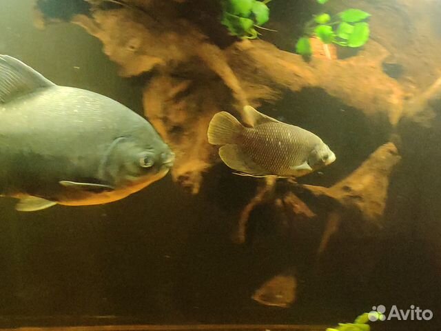 Краснохвостый гурами (промысловый гурами)