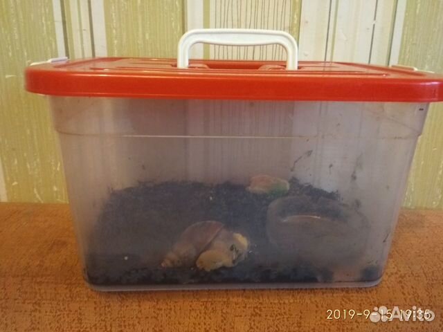 Улитка ахатина с контейнером, бесплатно