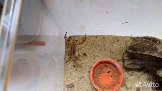 Пёстрый скорпион