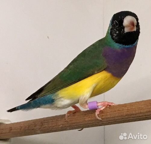 Амадина Гульда самец