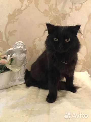 Молодая кошка бесплатно