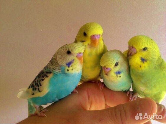 Продам малышей от заводчика