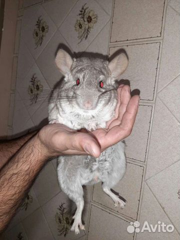 Шиншила с Клеткой