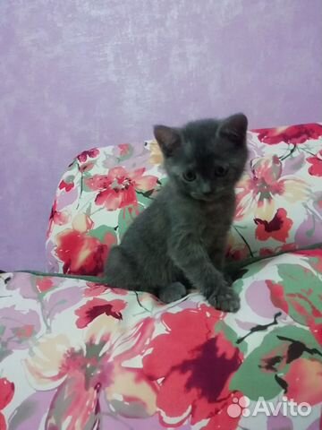 Кошечка дымчатая