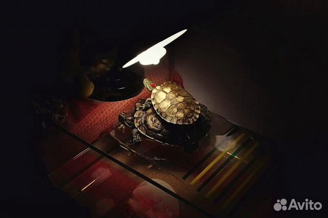 Красноухие черепахи