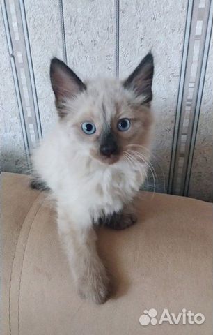 Котик в добрые руки