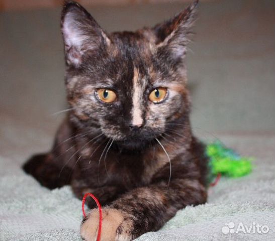 Котёнок в дар