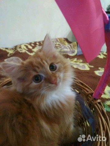 3-месячный котенок с приданным