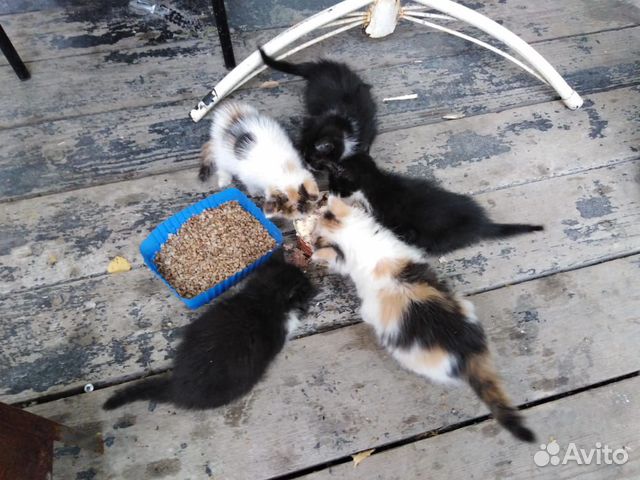 Чудесные котята в дар