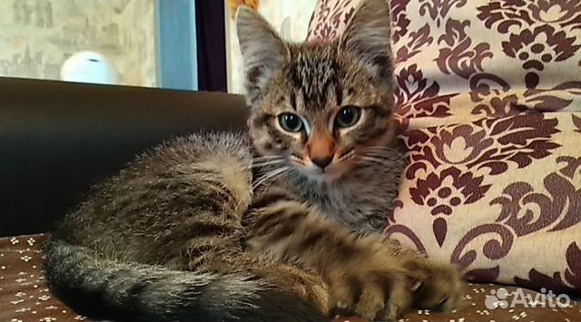 Котик сибирской кошки