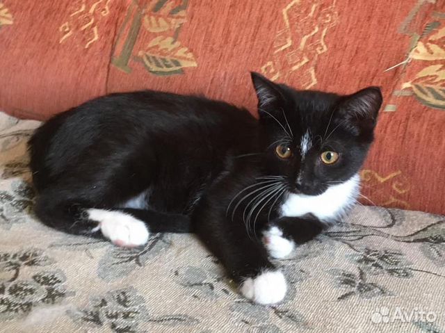 Котёнок 4 месяца Милорд черно-белый