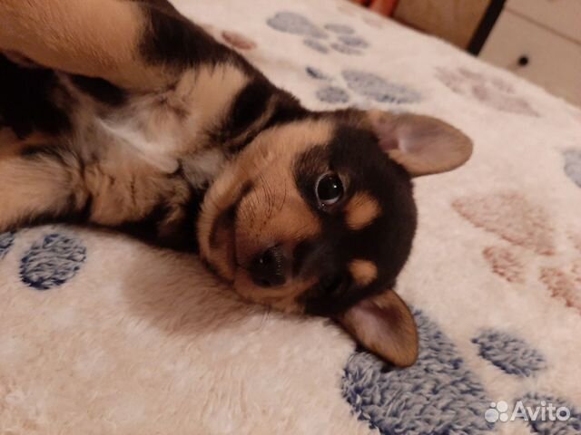 Продам песиков)