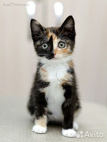 Сладкая кошечка Карамелька ищет дом