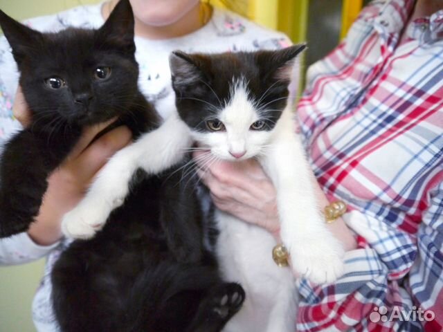 Ласковые и красивые домашние котята ищут дом