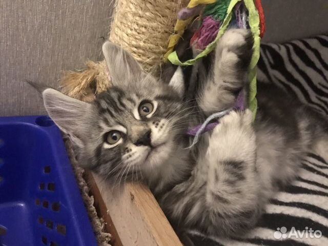 VIP Кот эксклюзивного окраса Серебро