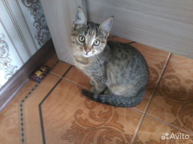 Кошечка Маруся