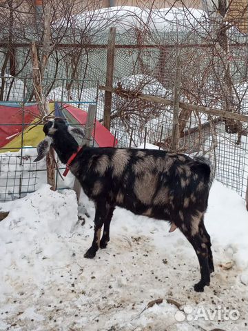 Нубийский козлик 1,5 года