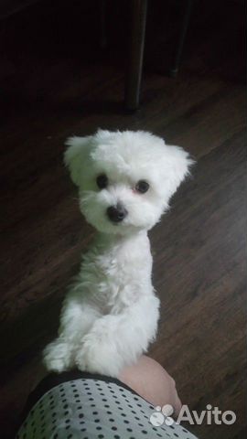 Мальтийская балонка