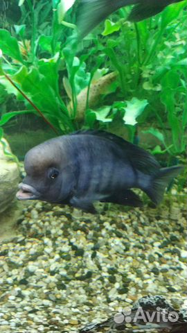 Мальки дельфина