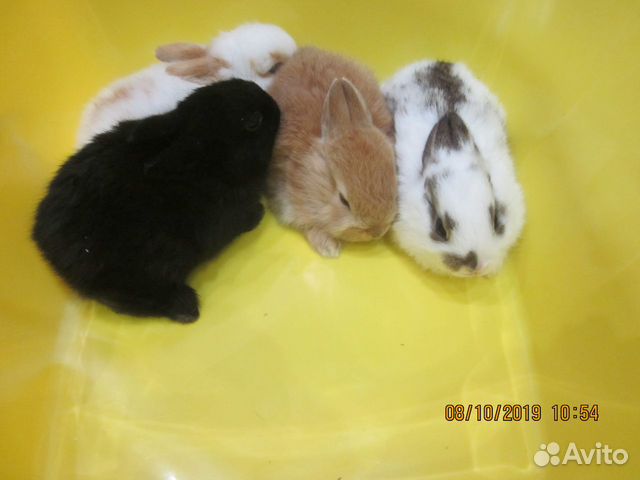 Карликовые крольчата