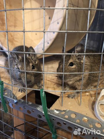 Отдам Дегу Белки