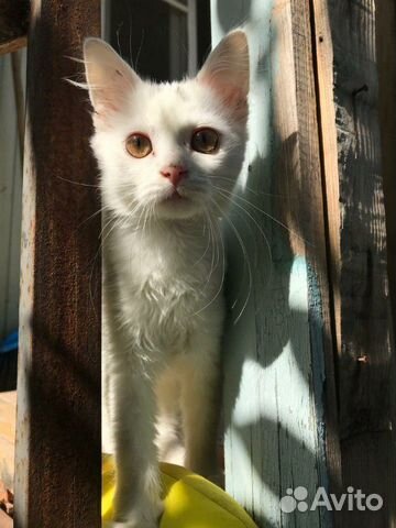 Котенок белого цвета с черным пятнышком