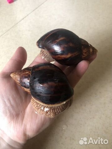 Улитка Ахатина бесплатно