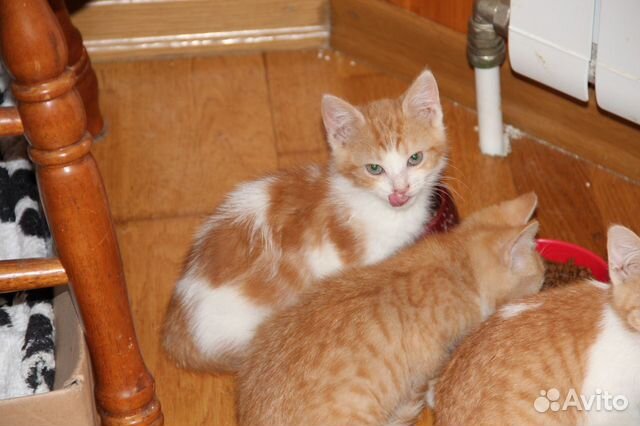 Банда рыжих карапузов ищет родителей