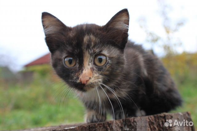 Кошка трехцветная 1 месяц