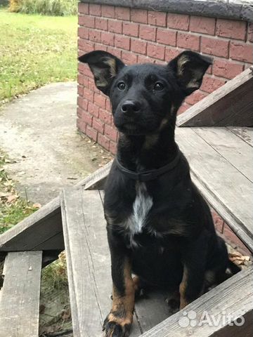 Шери, девочка 3 мес., в дар в добрые руки