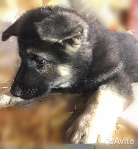 Щенки вео классического окраса