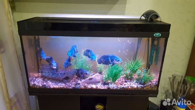 Продаю аквариум